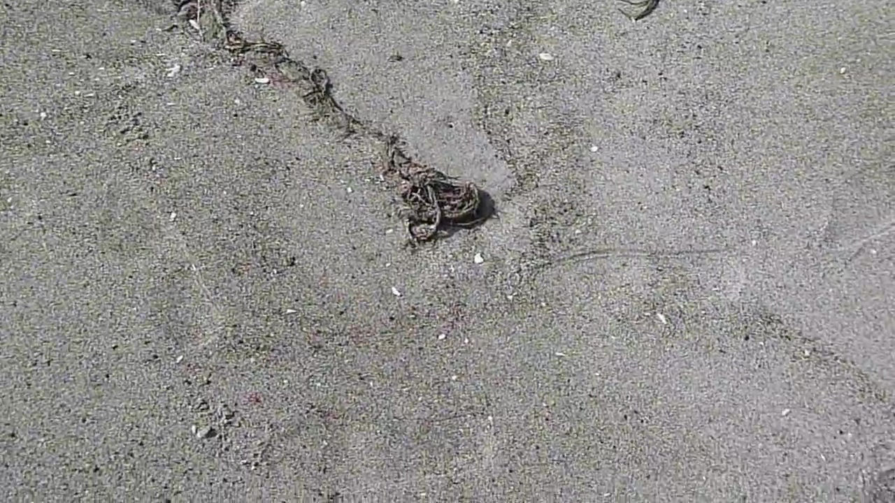 DUMPERT - Raar beest aangespoeld in Nieuw-Zeeland