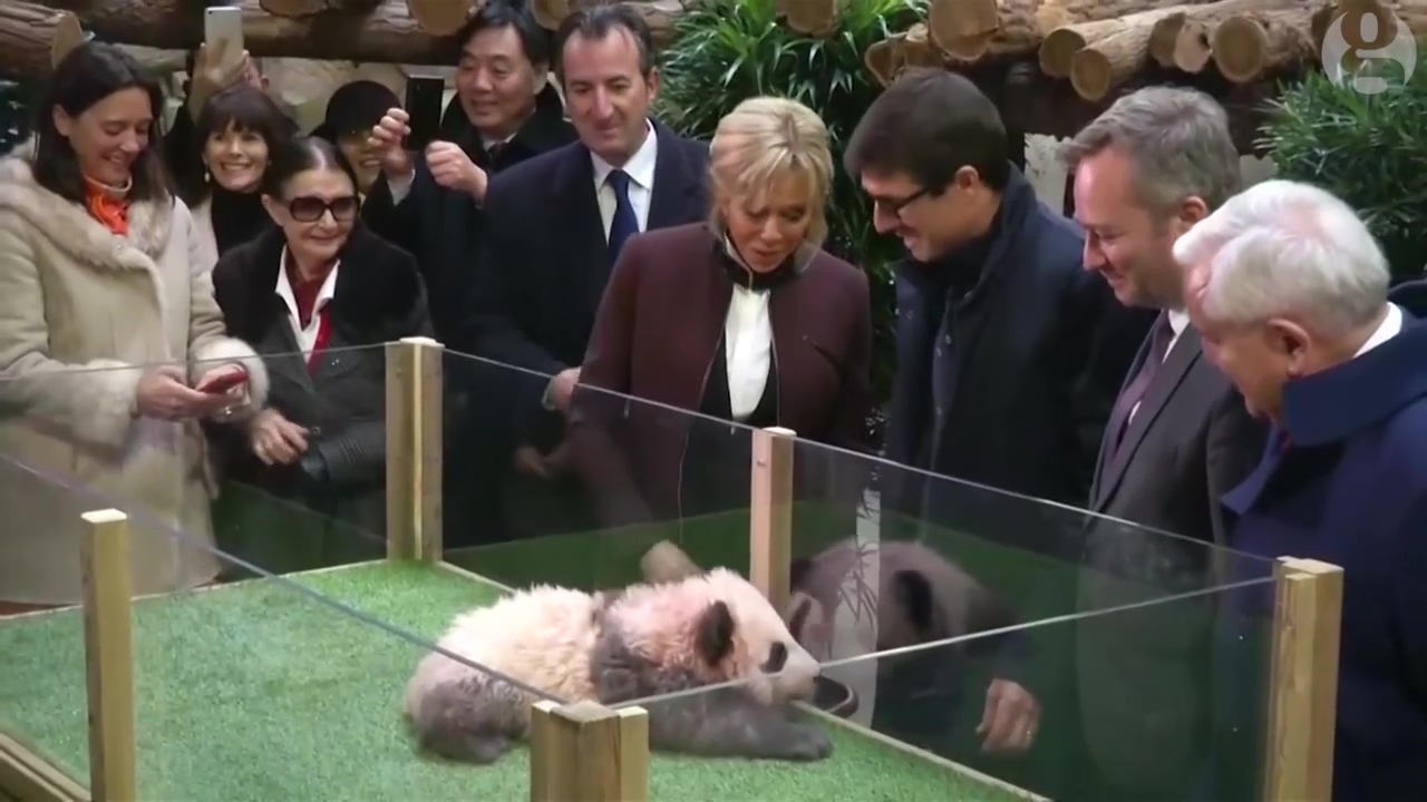 DUMPERT - Panda moet niets hebben van First Lady
