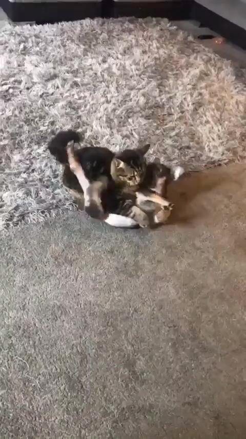 DUMPERT - Kat is sterker dan hond