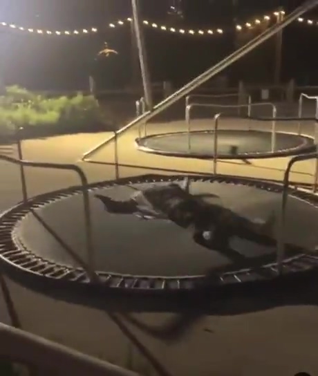 DUMPERT - Kijk, een trampoline!