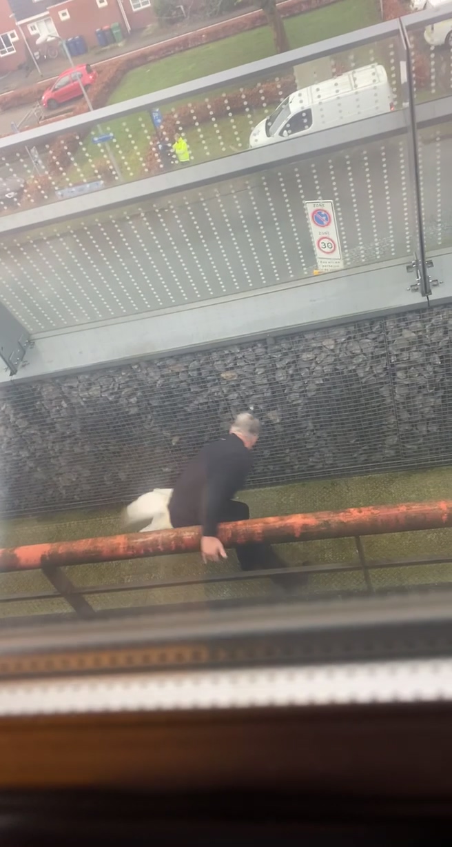 DUMPERT - Zwaan op treinspoor