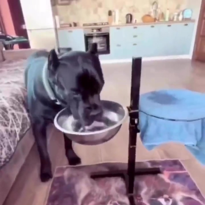 DUMPERT - Lekker water slobberen?