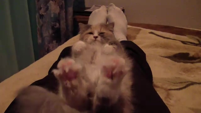 DUMPERT - Kat gemarteld