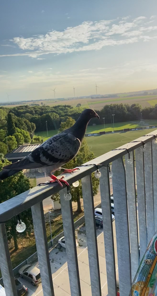 DUMPERT - Duif doet huisbezoek