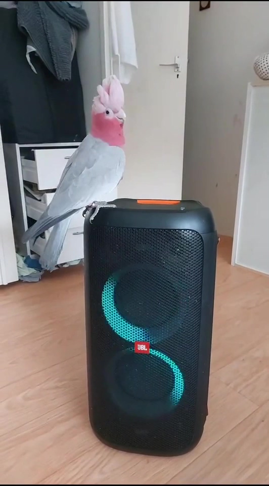 DUMPERT - De kakketoe was ook aan hakketoe