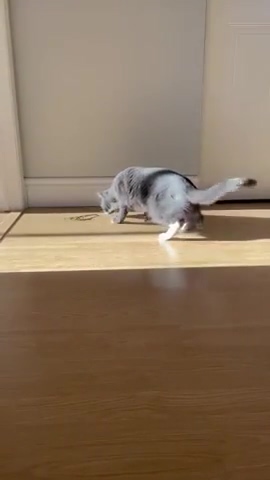 DUMPERT - Kat met silly walk