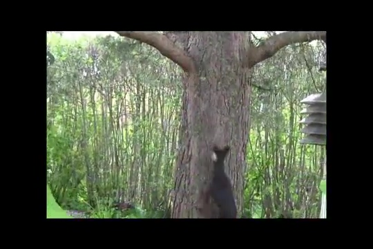 DUMPERT - Eekhoorn pwnd hond