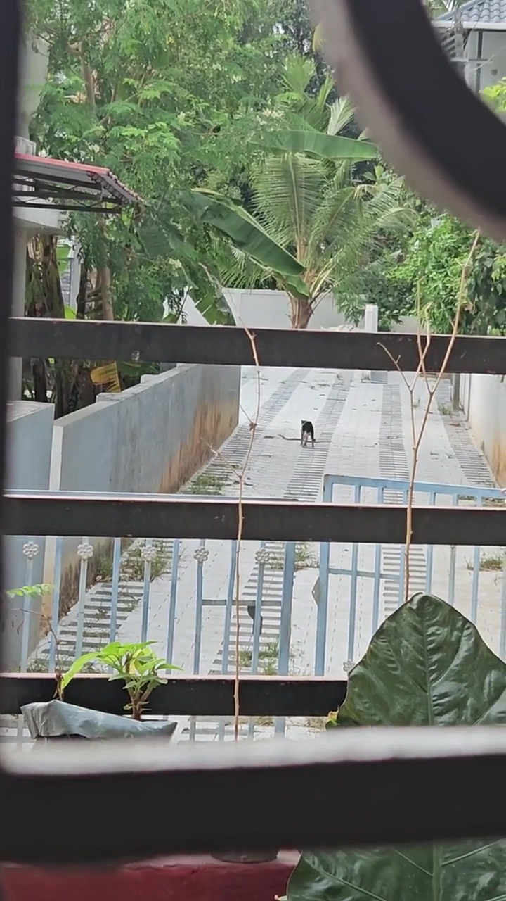 DUMPERT - Kat verveelt slang