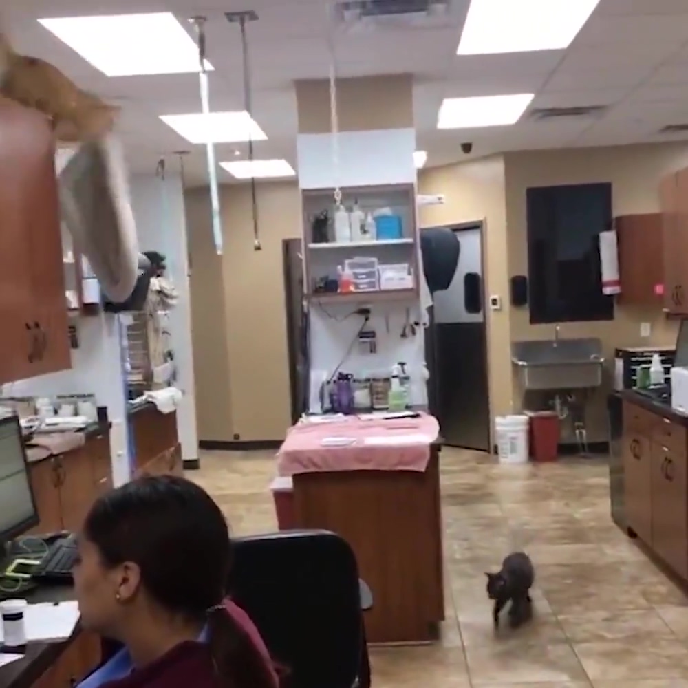 DUMPERT - Handige kat