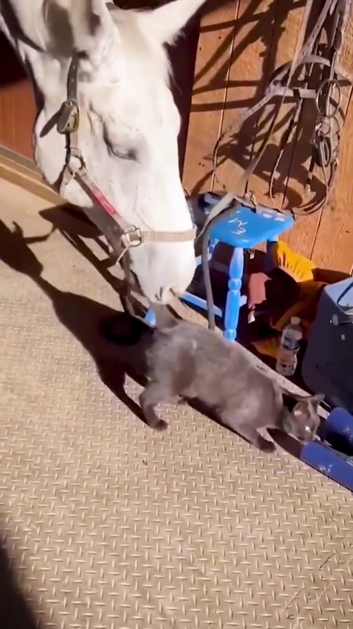 DUMPERT - Paard nomt staart