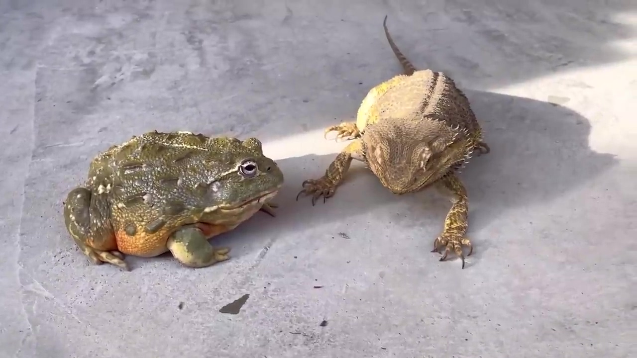 DUMPERT - Brulkikker vs Baarddraak