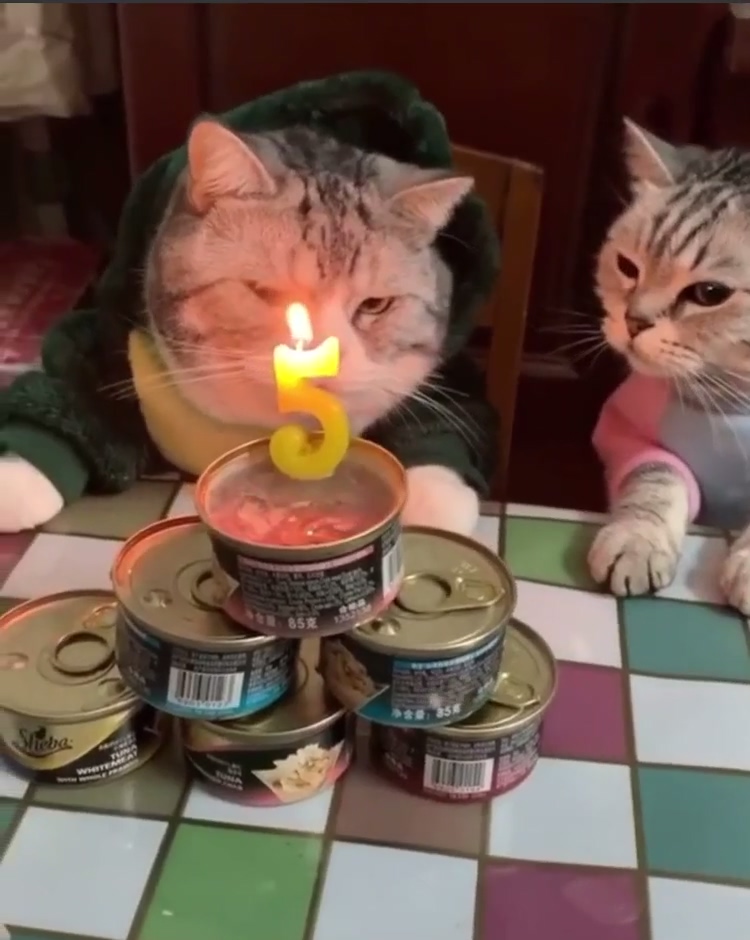 DUMPERT - Kat is jarig