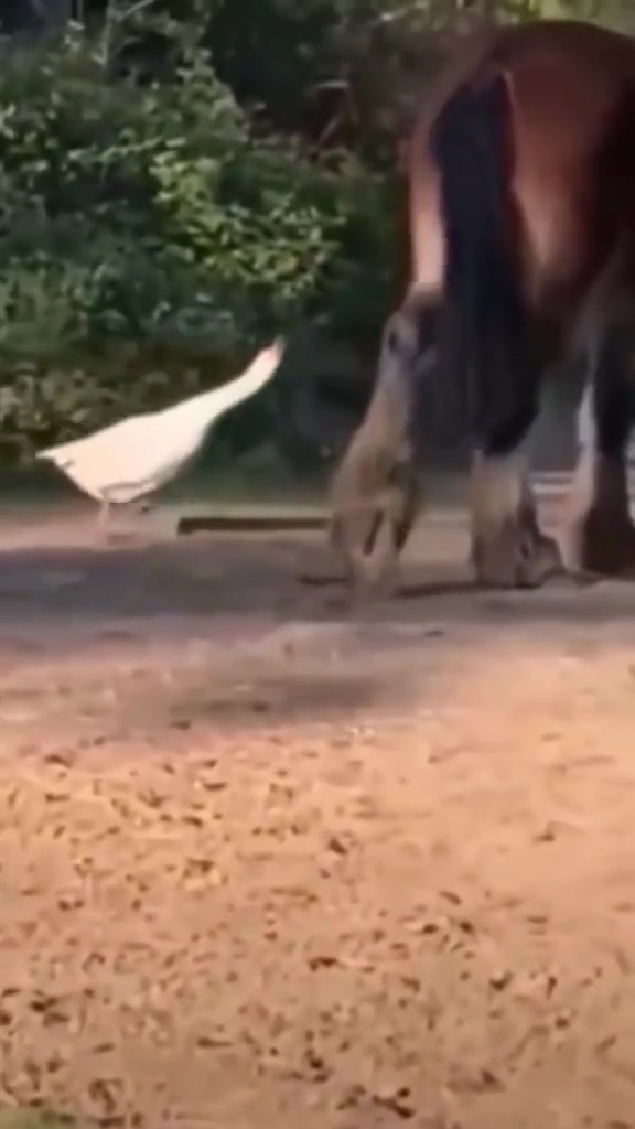 DUMPERT - Domme gans krijgt schop