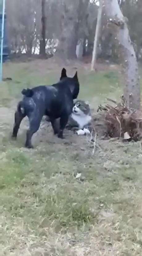 DUMPERT - Kungfu kat