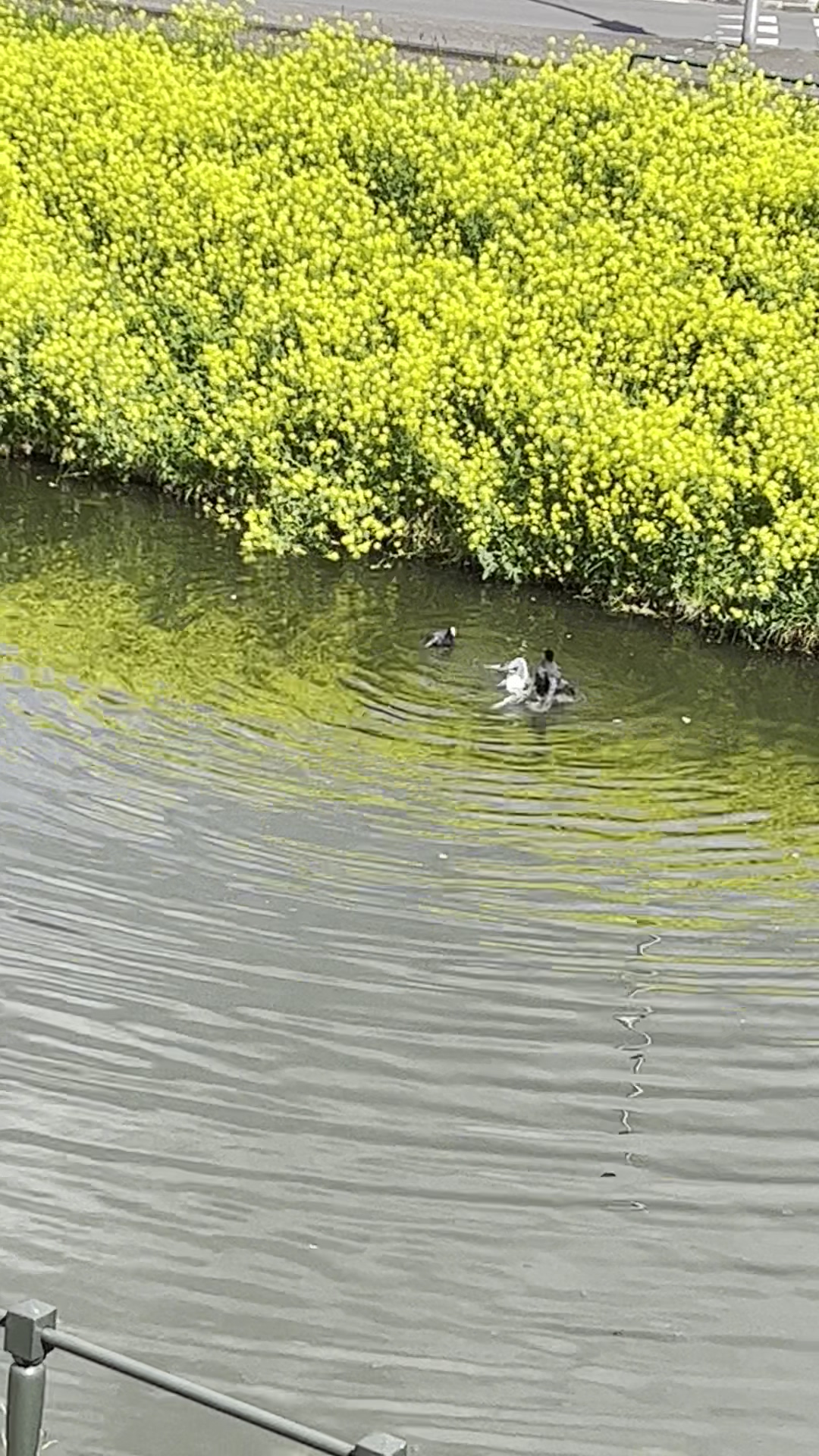 DUMPERT - Waterkippen slopen patatmeeuw