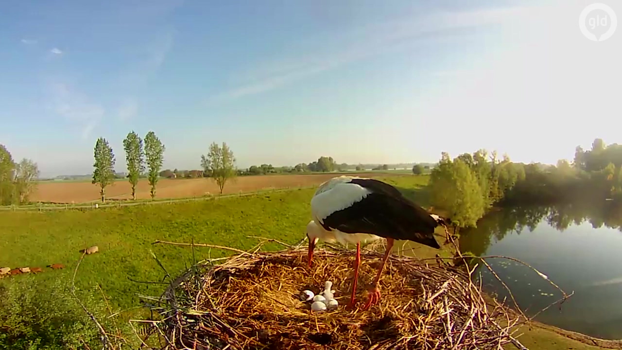 DUMPERT - RIP kinderen van ooievaar