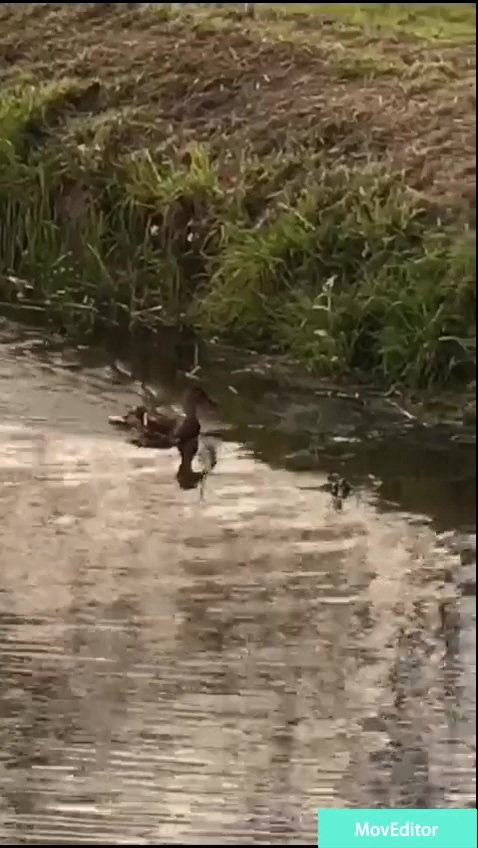 DUMPERT - Reiger eet baby van kip