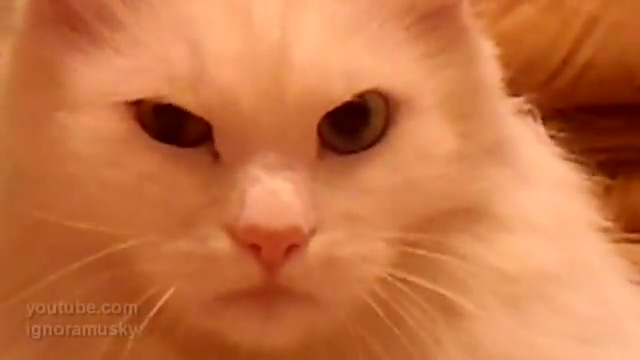 DUMPERT - Boze kat is boos