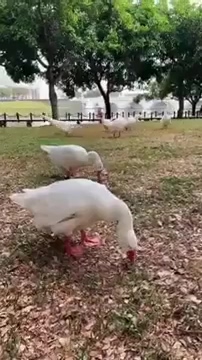 DUMPERT - Vader van het jaar vs gans