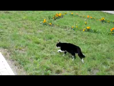 DUMPERT - Hond vs. Kat