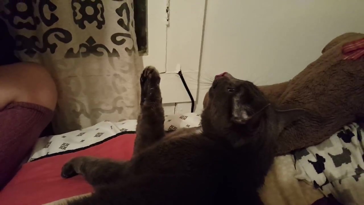 DUMPERT - Kat is stuk