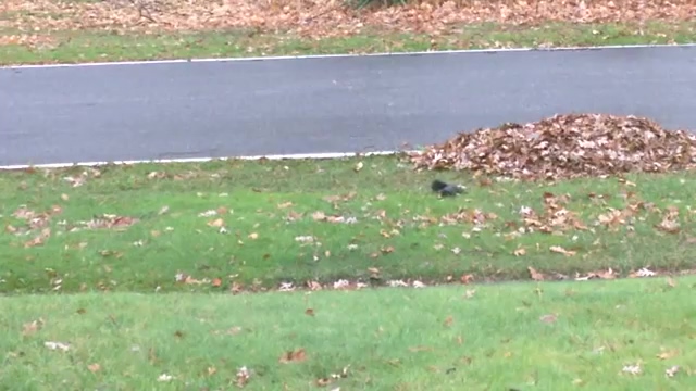 DUMPERT - Eekhoorn met narcolepsie