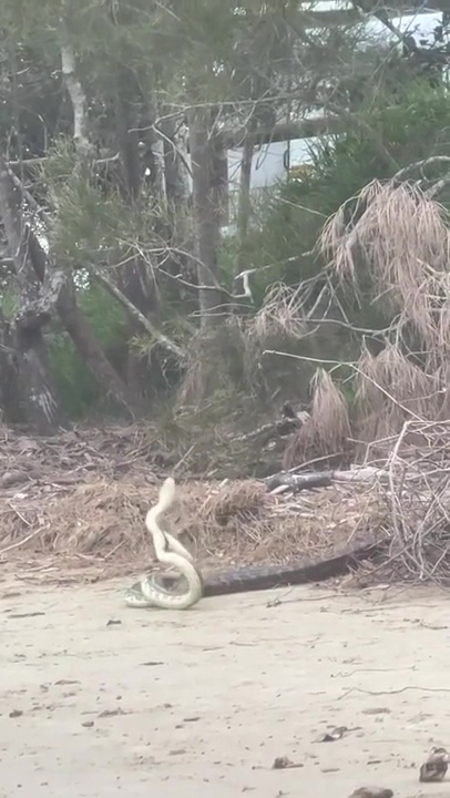DUMPERT - Slangen vechten om de prooi