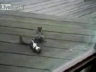 DUMPERT - Eekhoorn FITTIE