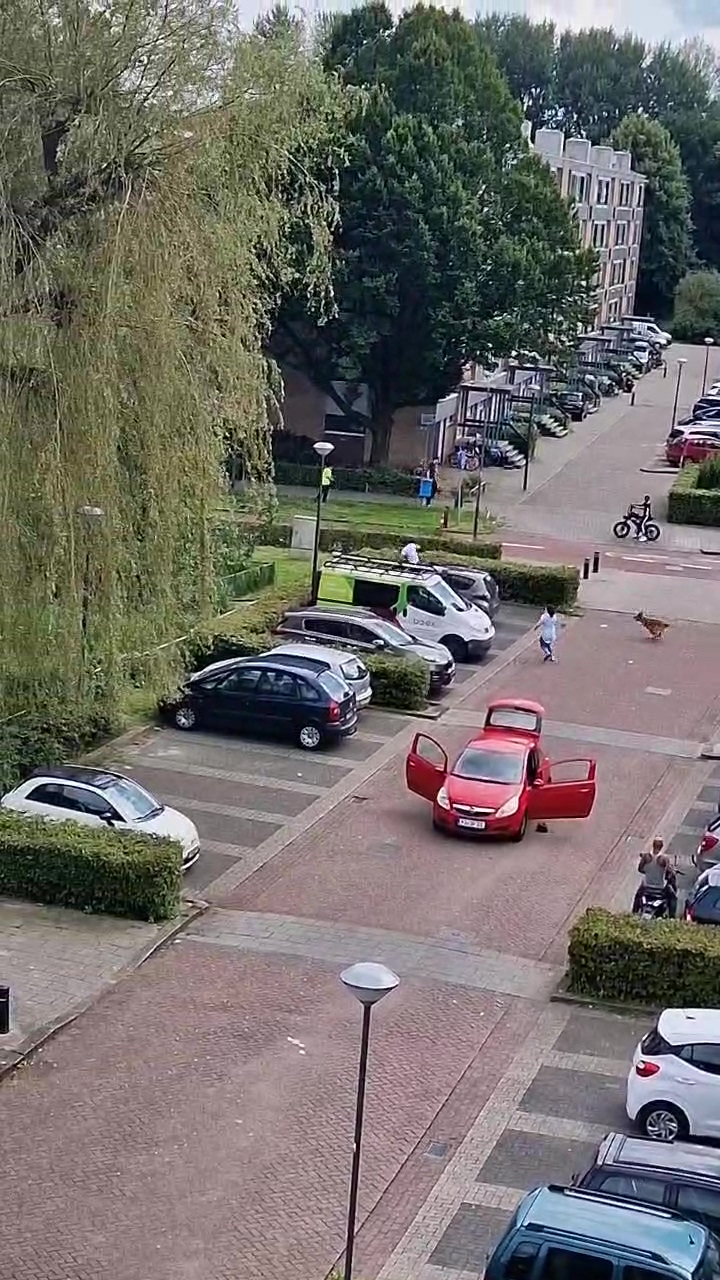 DUMPERT - Slootjespringen voor de hond