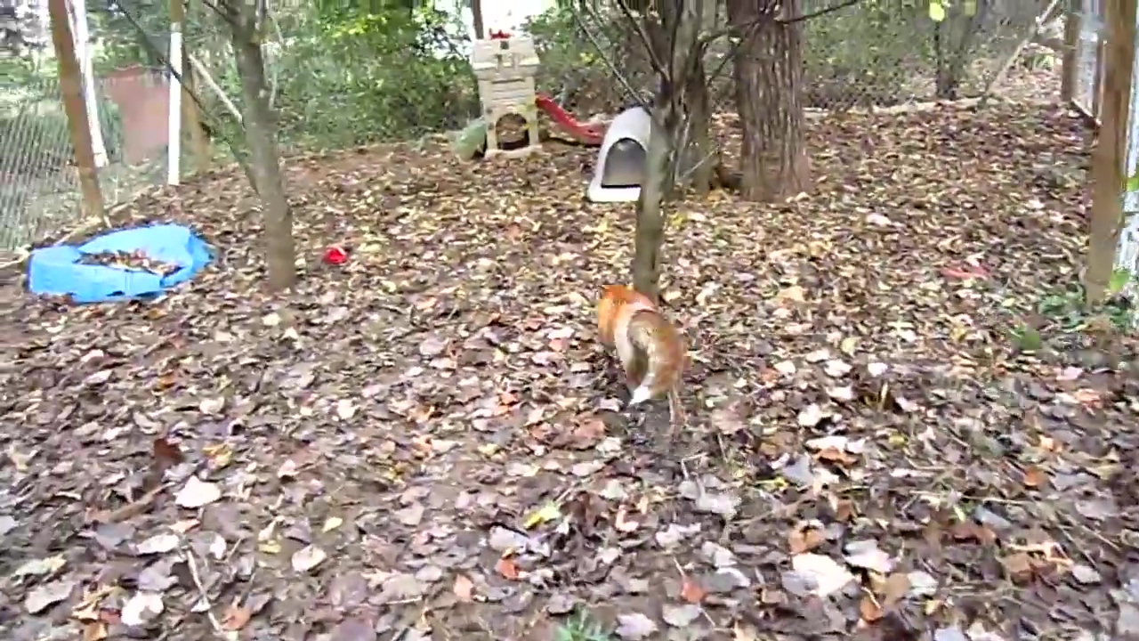 DUMPERT - Lieve vos als huisdier