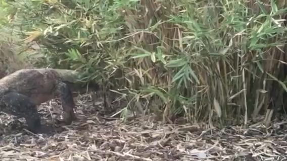 DUMPERT - Komodovaraan eet eekhoorn