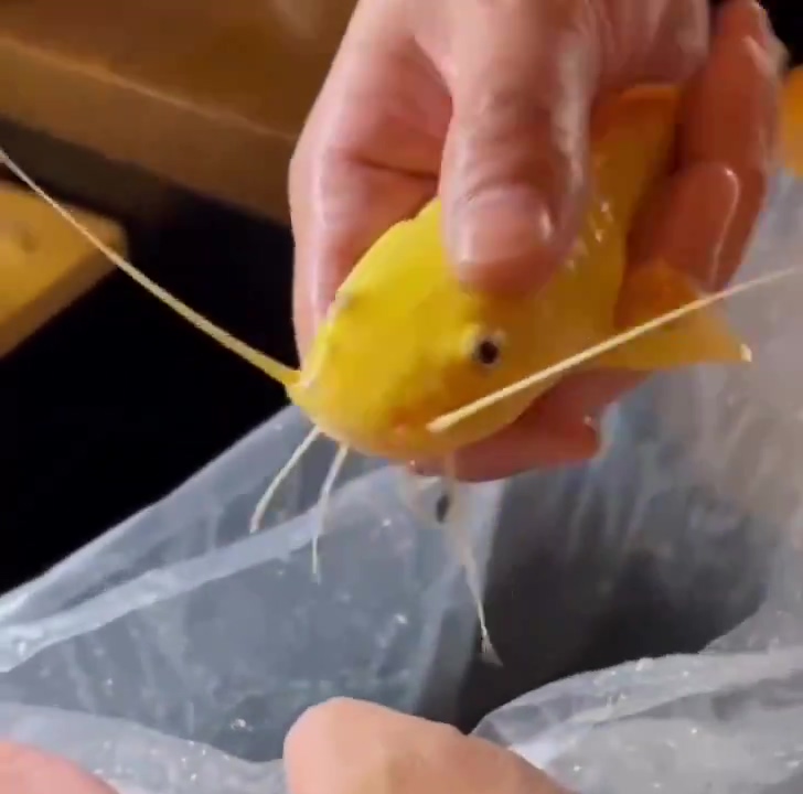 DUMPERT - Katvis die blaft