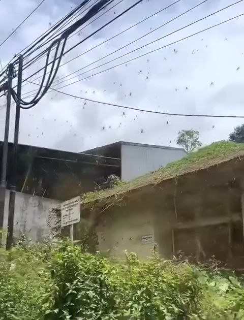 DUMPERT - Hanz z'n favo verkansiebestemming