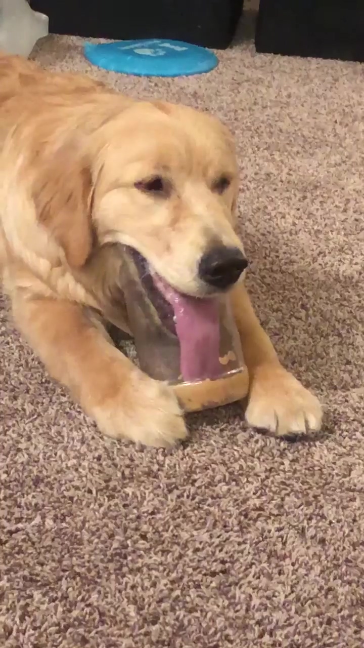 DUMPERT - Lekker likken Lassie!