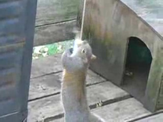 DUMPERT - Eekhoorn vissen