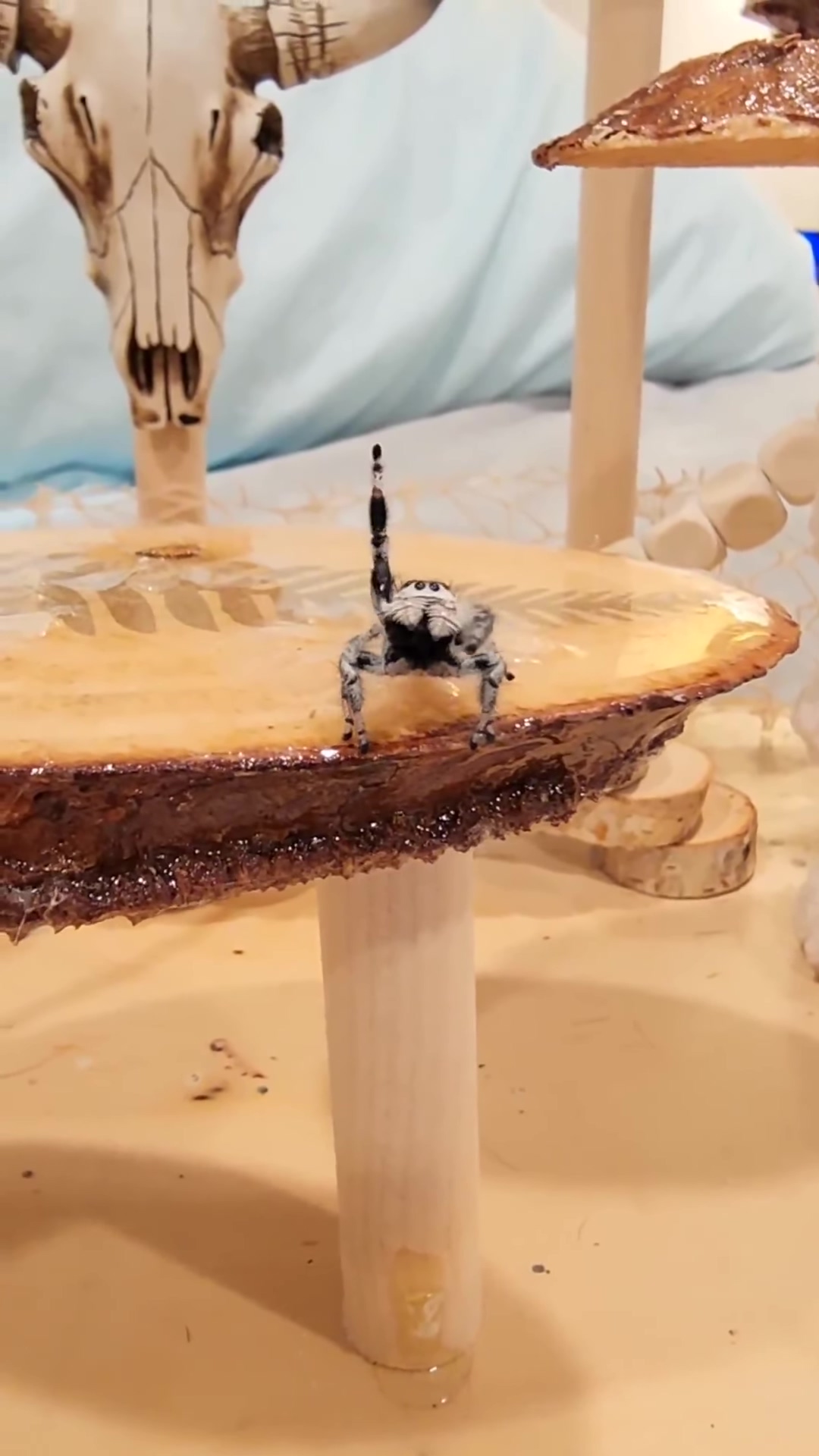 DUMPERT - Spring dan