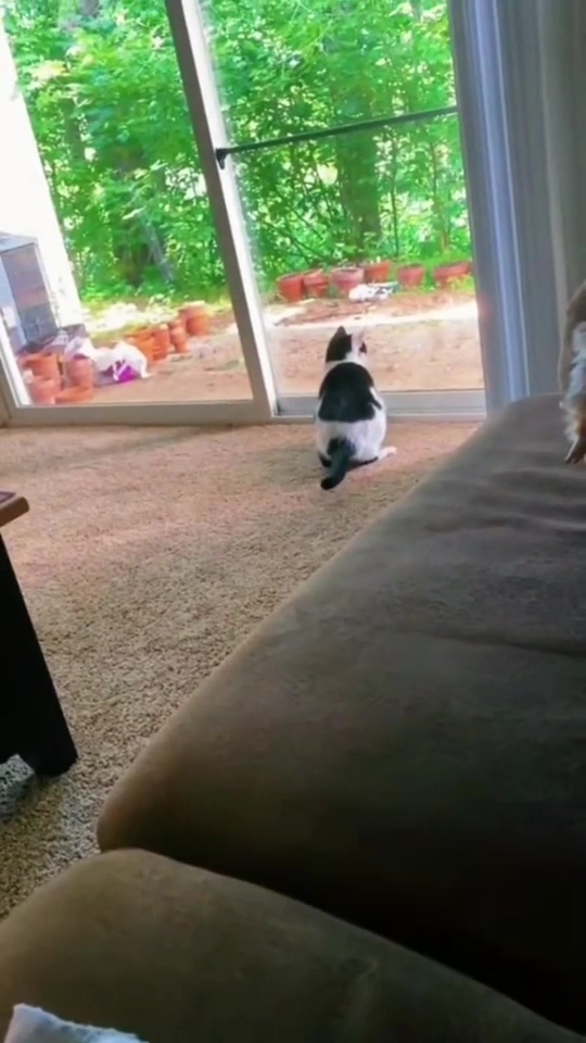 DUMPERT - Poeskat ziet eekhoorn