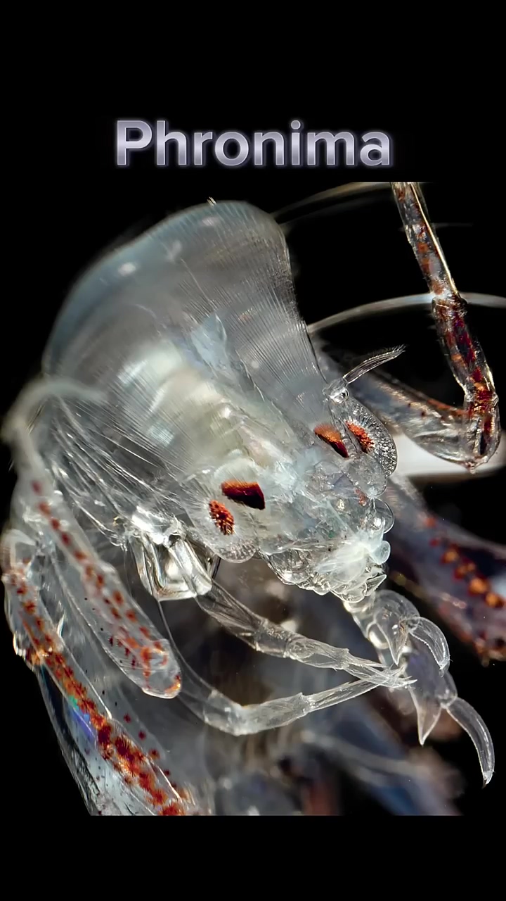 DUMPERT - Raar zeedier is alien