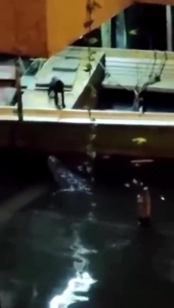 DUMPERT - Kat vs krokodil