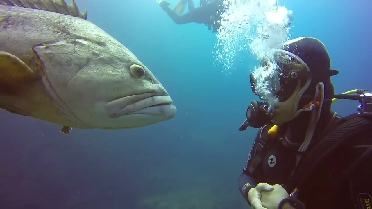 DUMPERT - Duiker pesten