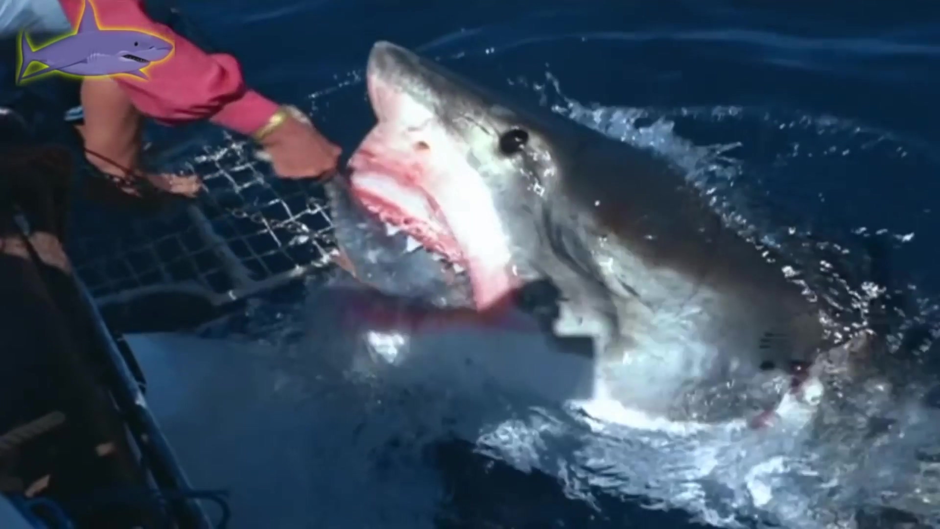 DUMPERT - Kom dan haaitje haaitje