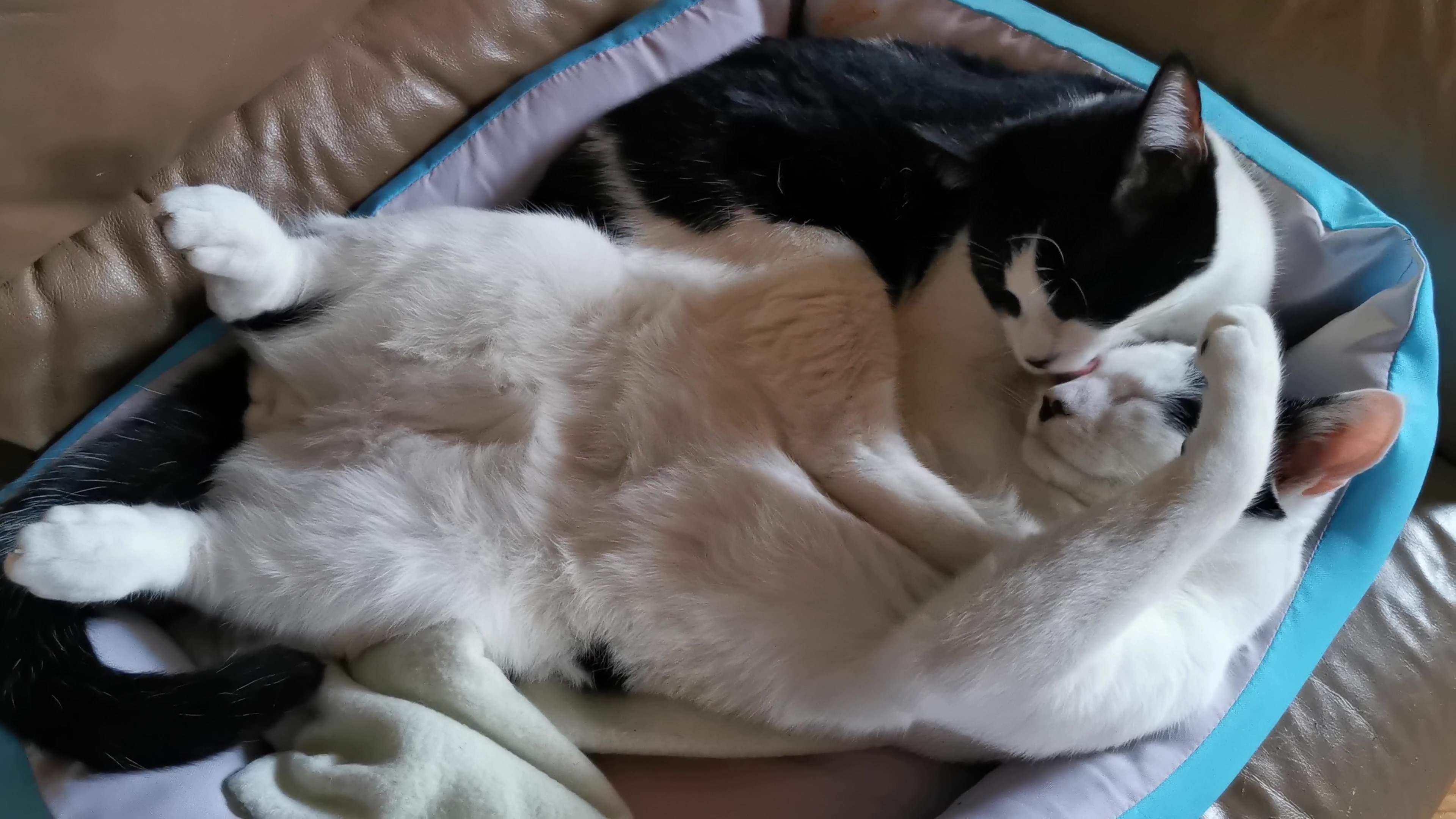 DUMPERT - Poesje likken