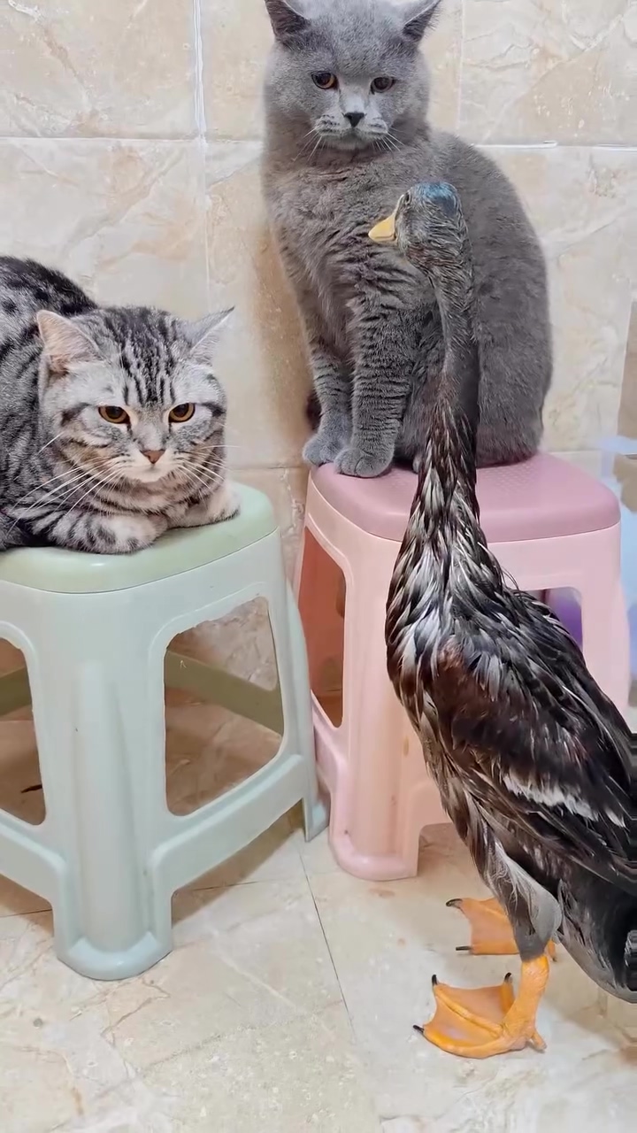 DUMPERT - Wat een vreemde pogel