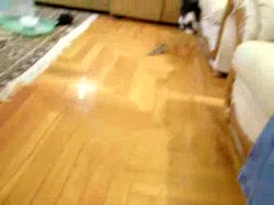 DUMPERT - Eekhoorn vs. Kat