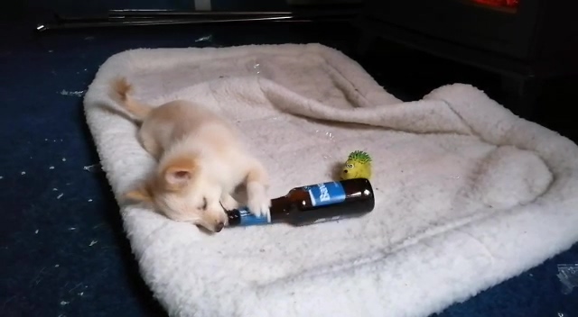 DUMPERT - Ik wil bier