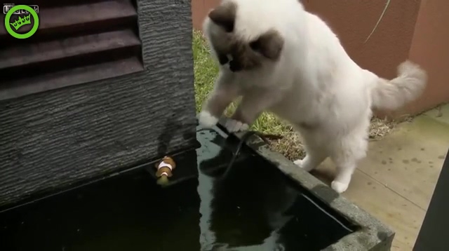 DUMPERT - Kat is stuk