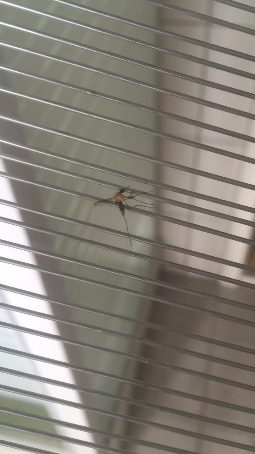 DUMPERT - Sterf kutbeest