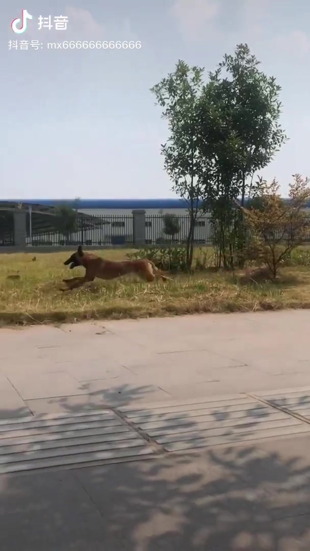 DUMPERT - Spring Lassie!