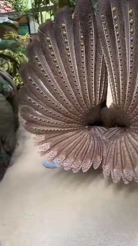 DUMPERT - Vogels, rare beesten