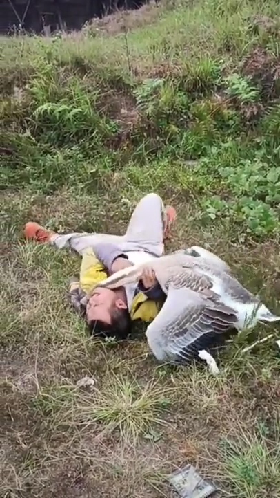 DUMPERT - Gans in opstand